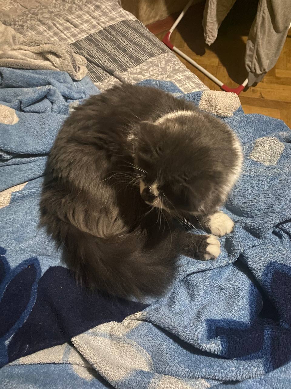 Cats Object Detection Dataset By Kpi