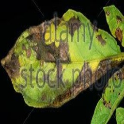 Leaf Disease Segmentation Semantic Segmentation Dataset and Pre-Trained Model by xfhor