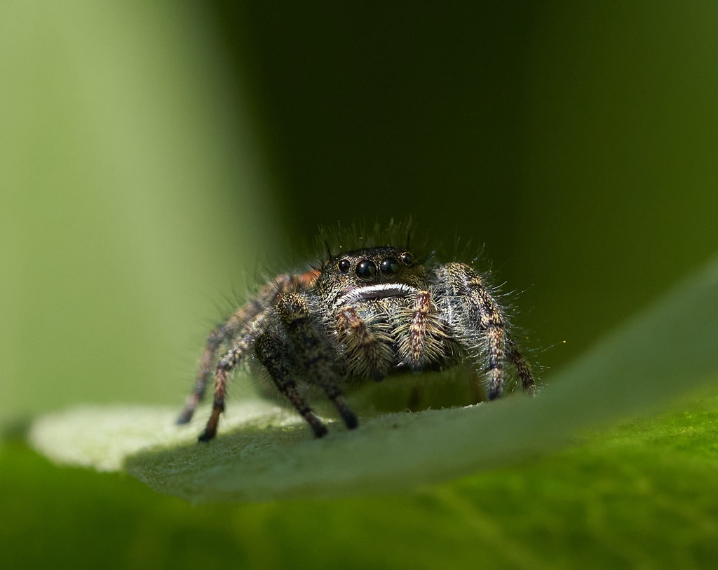 insects-inaturalist Object Detection Dataset by test