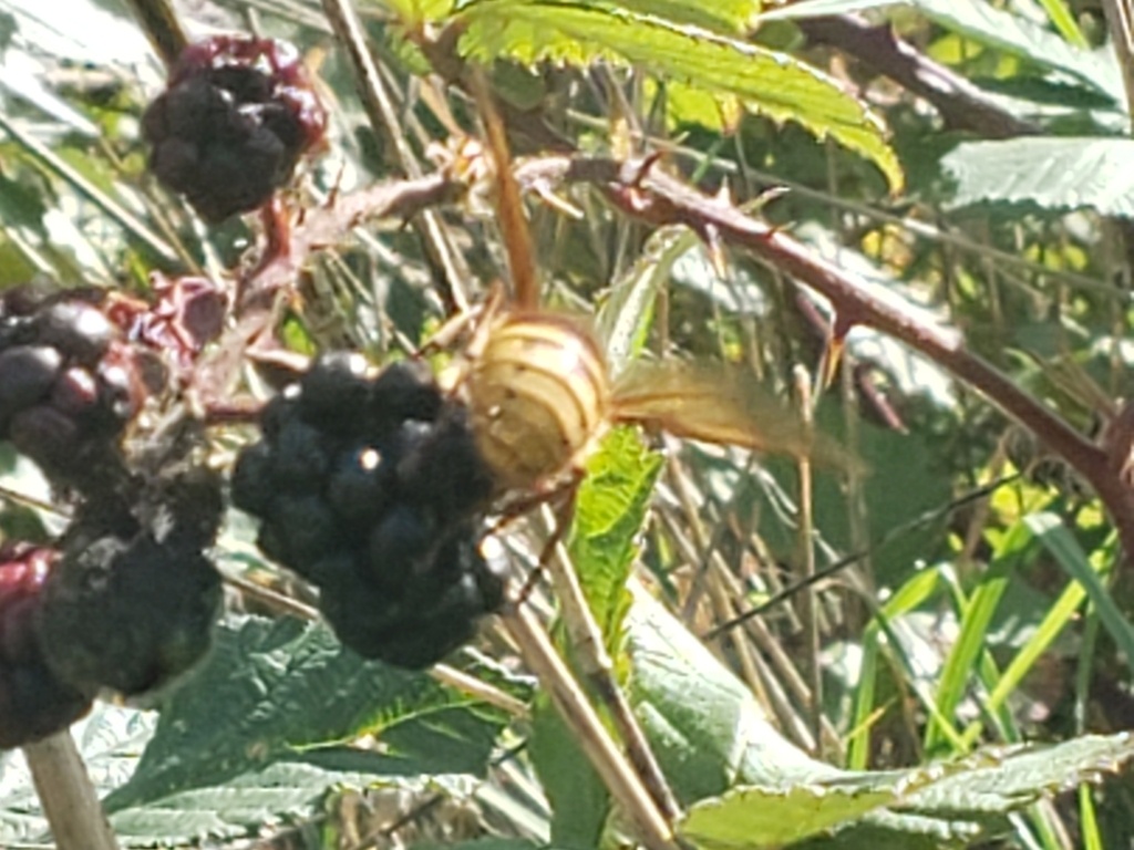 inaturalist-hornets Object Detection Dataset by test