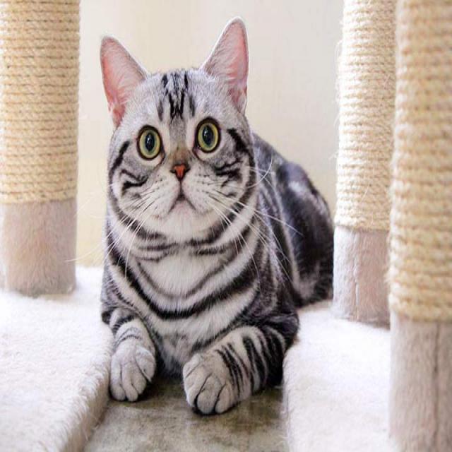 Cat Detection Object Detection Dataset By Animal Detection