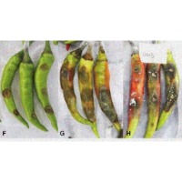 SOLANACEOUS CROP DIASEASE DETECTION Object Detection Dataset and Pre ...