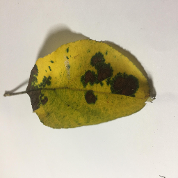 leaf disease detection Object Detection Dataset by tru projects