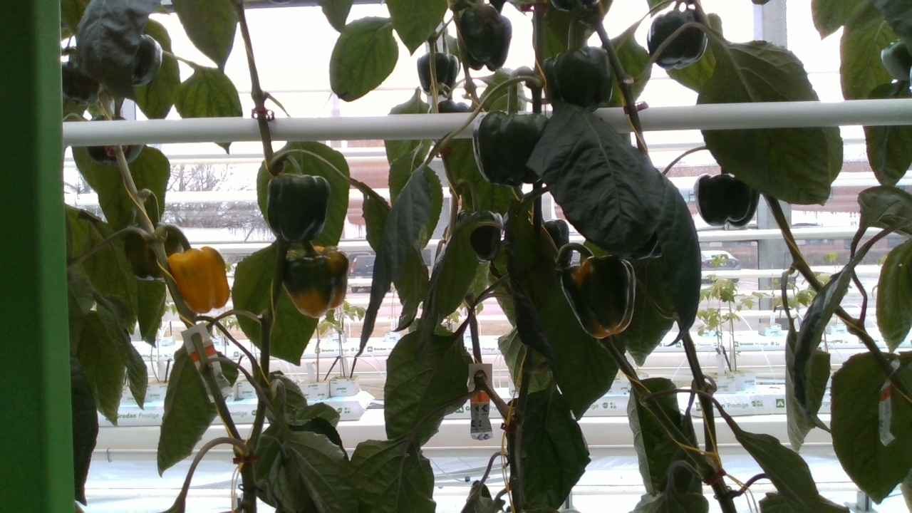 pepper-detector Object Detection Dataset by Vineland Research and ...