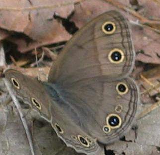 How to Use the CV Object Detection API