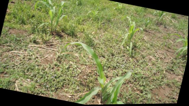 Weed Maize Detection-2 Object Detection Dataset and Pre-Trained Model by ipb