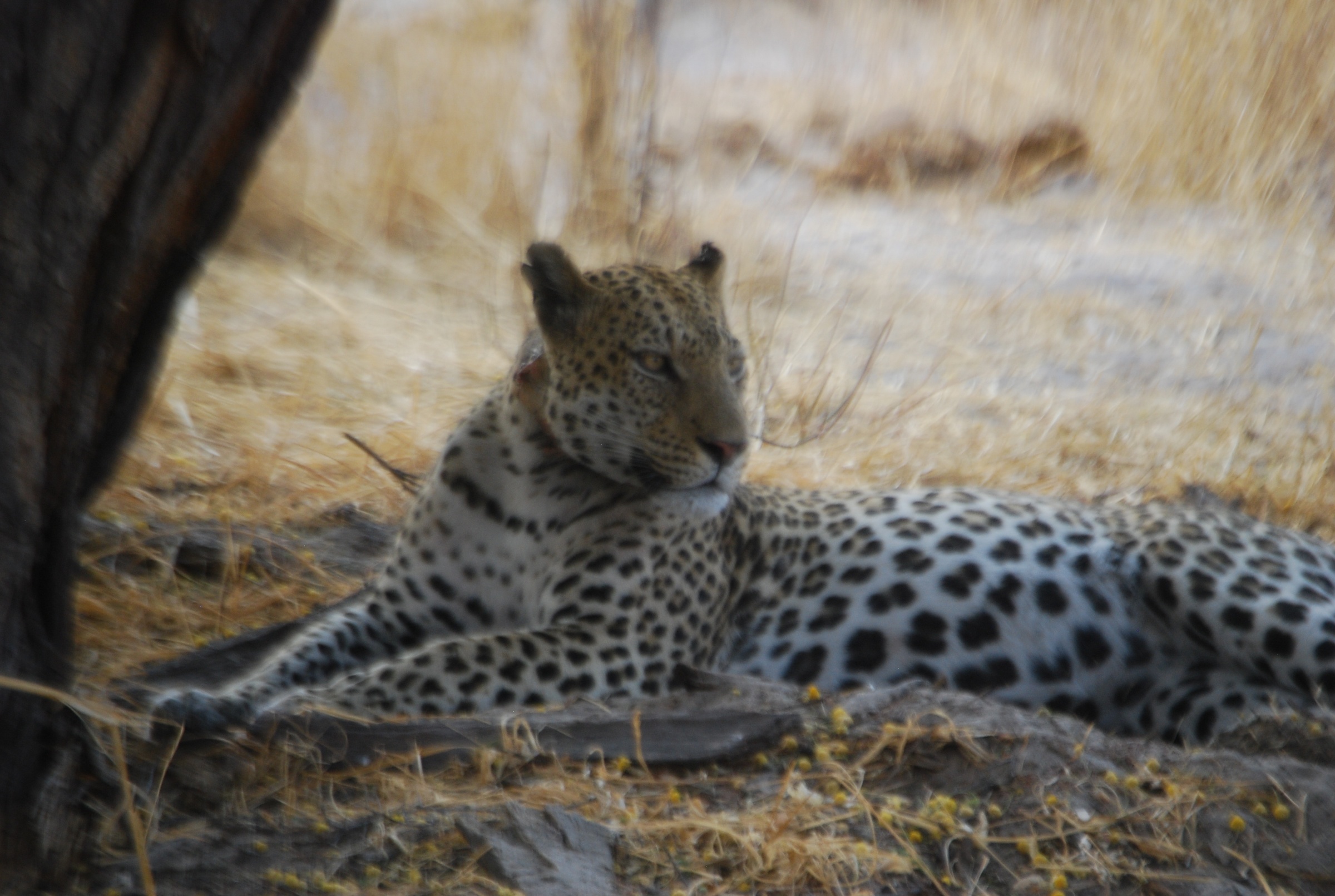 leopard-detection Object Detection Dataset by school