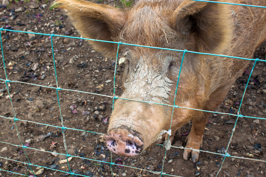 Pig Object Detection Dataset by Brian