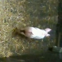 Pig behavior Object Detection Dataset and Pre-Trained Model by Maria