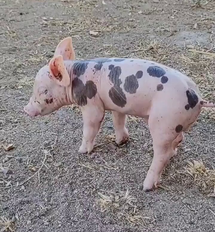 Pig behavior Object Detection Dataset and Pre-Trained Model by Maria