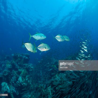 Fish Detection Object Detection Dataset (v2, 2023-03-14 1:04pm) by John Wick