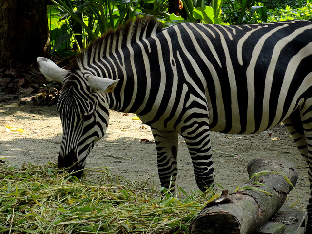 coco_dataset Object Detection Dataset by kemaya wales