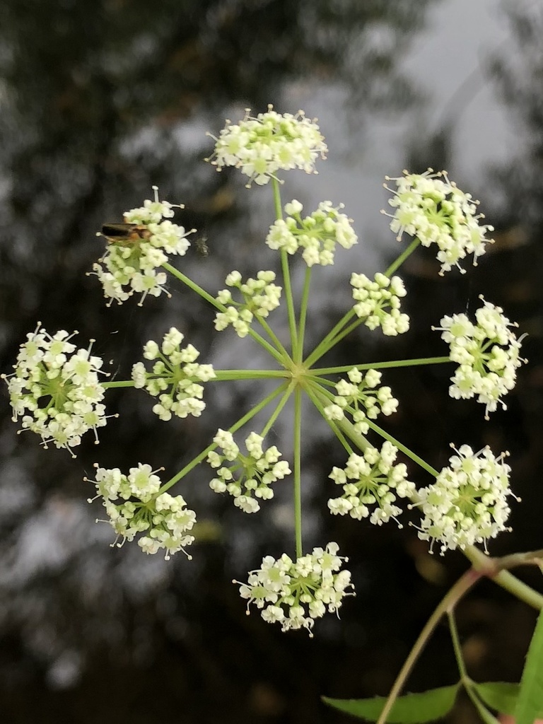 How to Use the Object Detection Model for Identification of Poisonous Plants in the Chesapeake ...