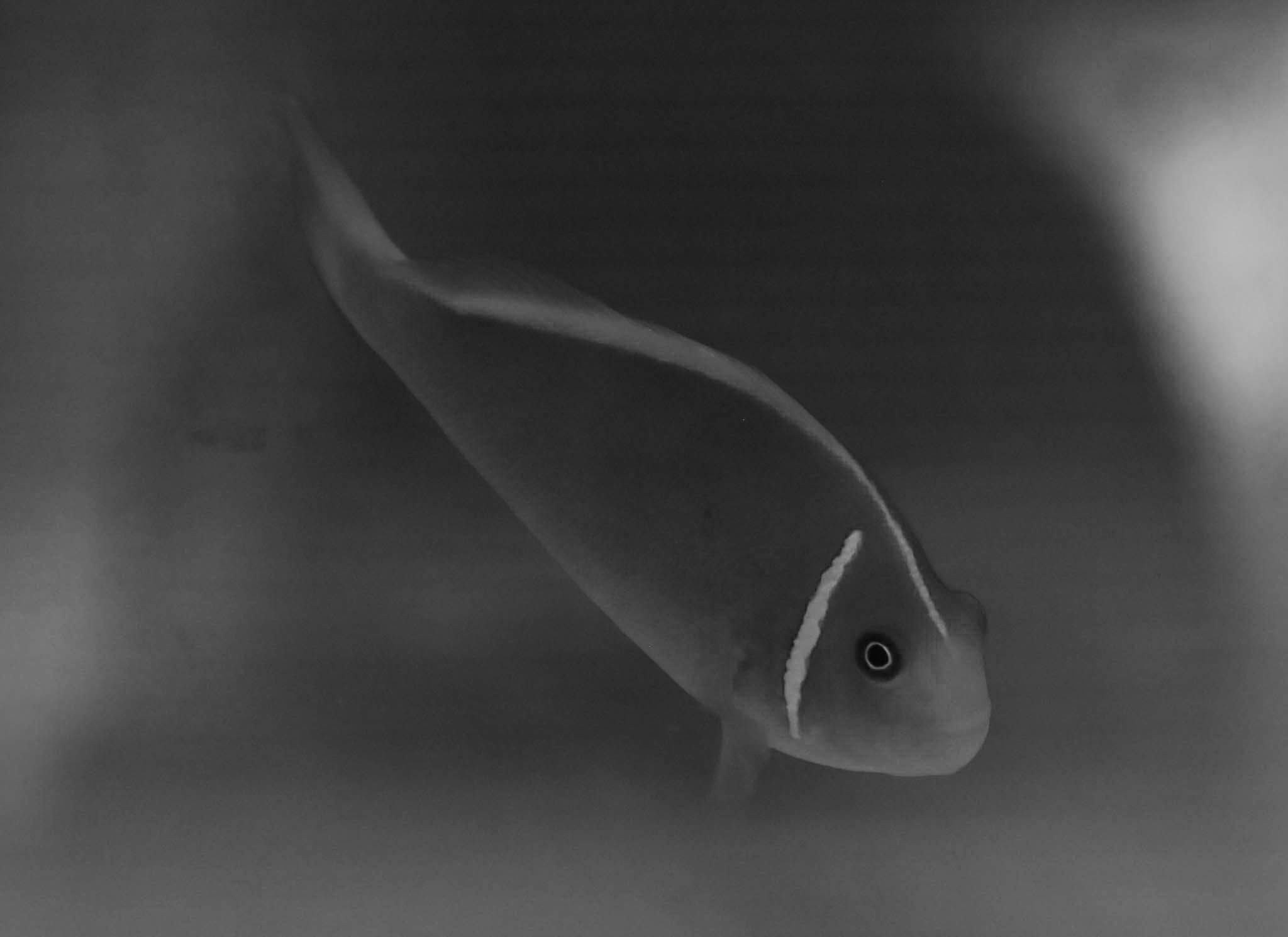 Pink Skunk Clownfish Object Detection Dataset and Pre-Trained Model by ...