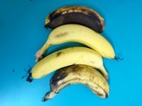 Rotten Fruit Detector Object Detection Dataset and Pre-Trained Model by ...