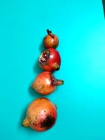 Rotten Fruit Detector ver 2 Object Detection Dataset and Pre-Trained Model by Deep Learning ...