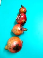 Rotten Fruit Detector ver 2 Object Detection Dataset and Pre-Trained Model by Deep Learning ...