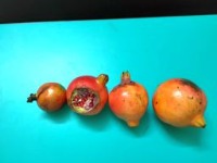 Rotten Fruit Detector ver 2 Object Detection Dataset and Pre-Trained ...