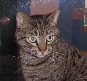 cat detection in photos Object Detection Dataset and Pre-Trained Model by Cat