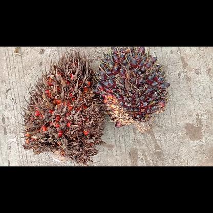 palm Object Detection Dataset by Fatin Zulkhair