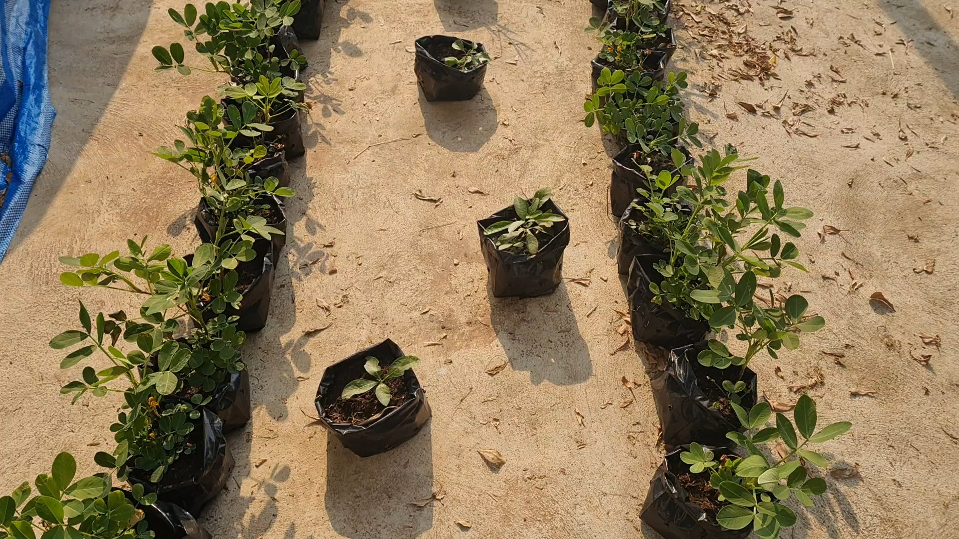 weed crop Instance Segmentation Dataset and Pre-Trained Model by Project1