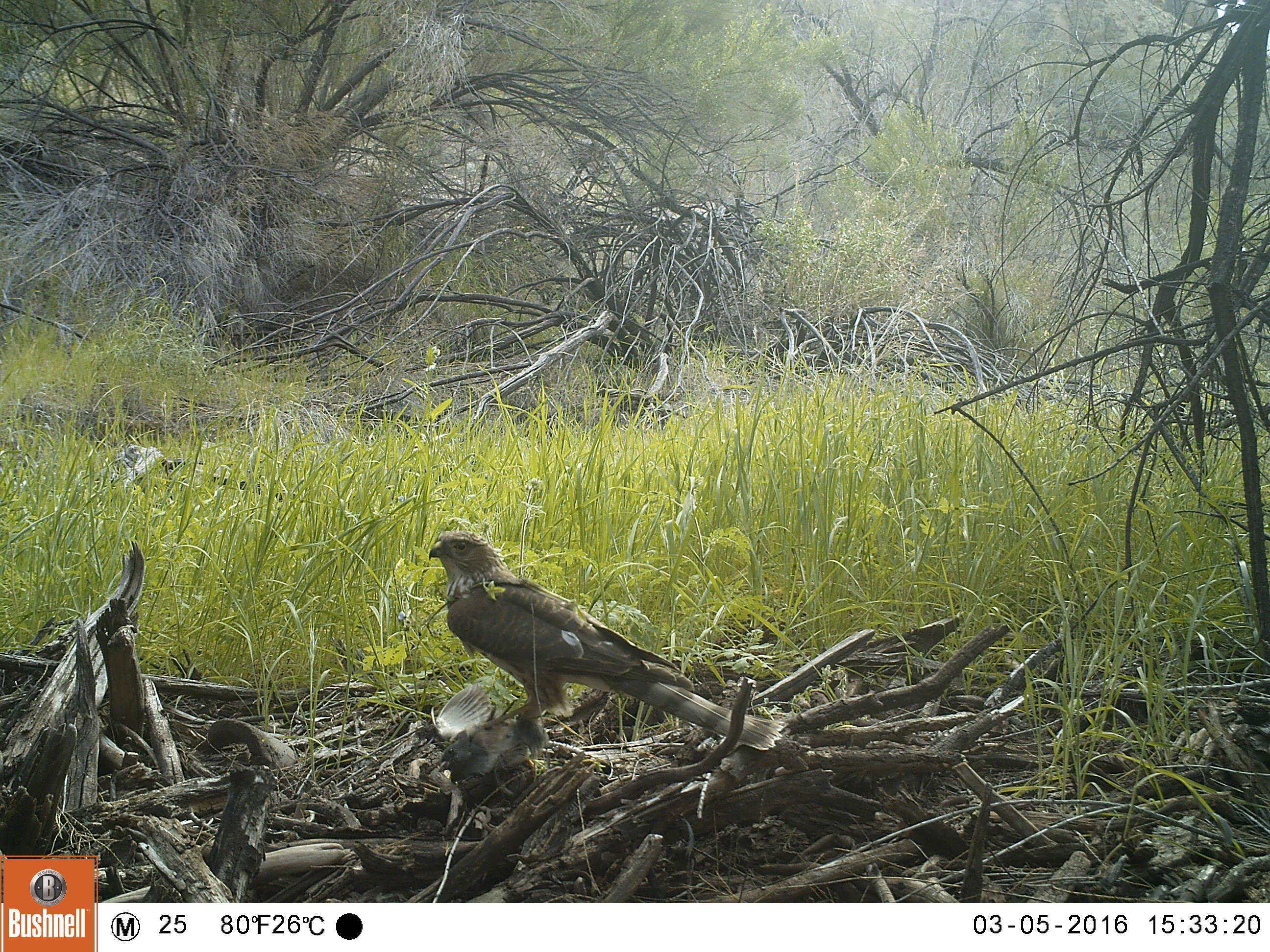 Wildlife Object Detection Dataset by National Park Service