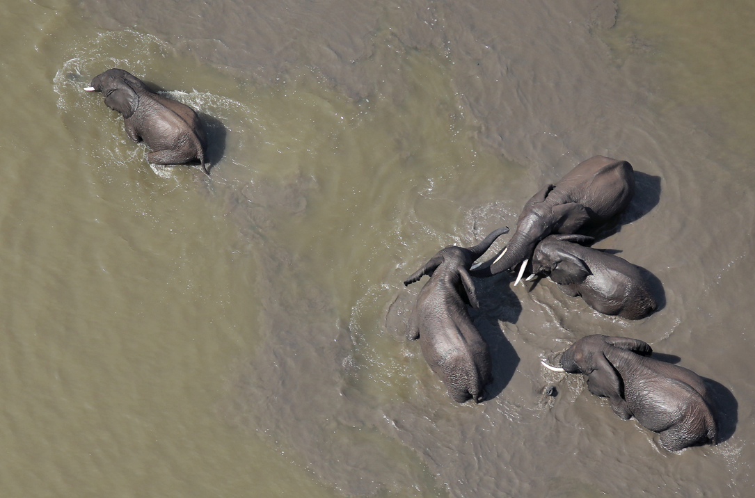 Elephant detection Object Detection Dataset by Jahnavi Kommalapati