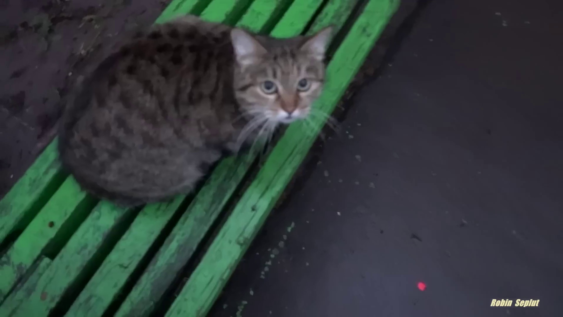 CAT Object Detection Dataset by SARATHI KANISHKAR