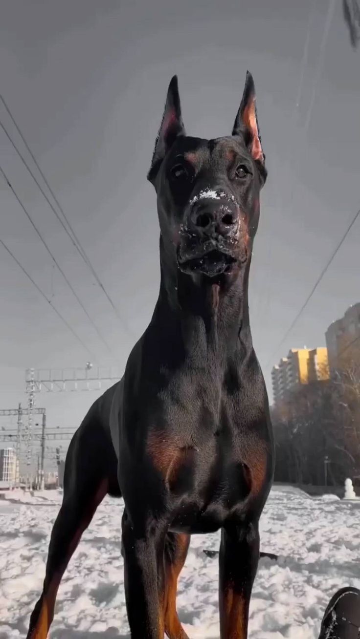 Dog breeds Object Detection Dataset and Pre-Trained Model by Elena