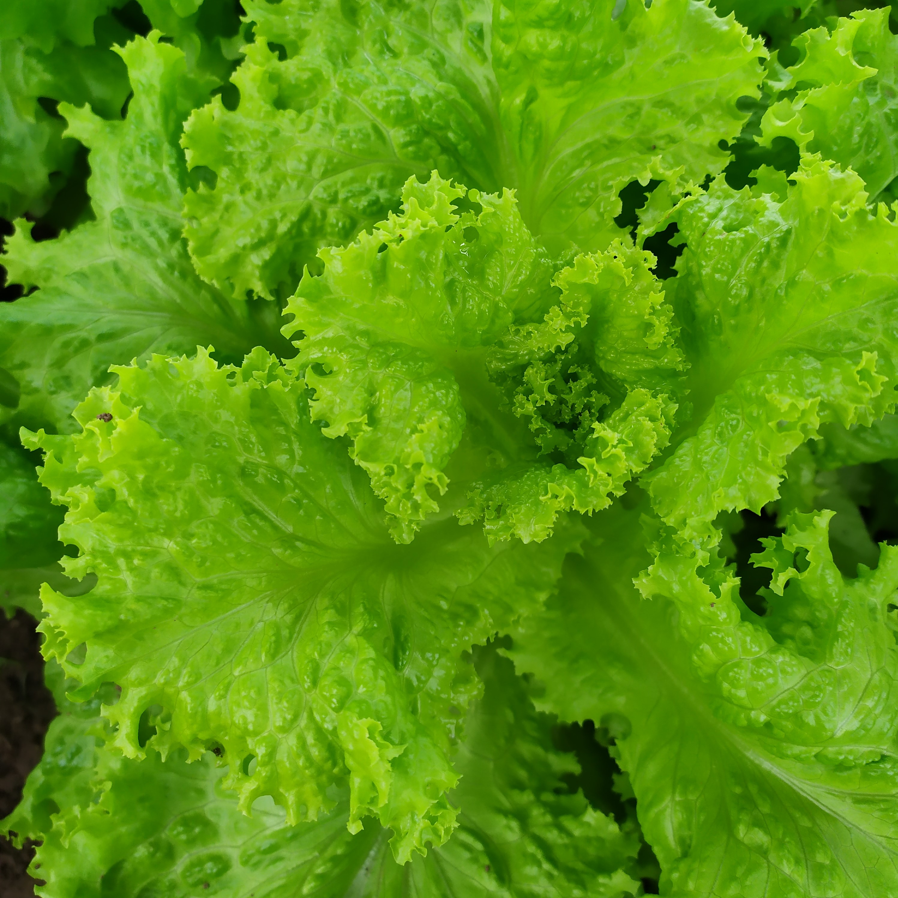 lettuce (lettuce-iyoop) - Roboflow Universe