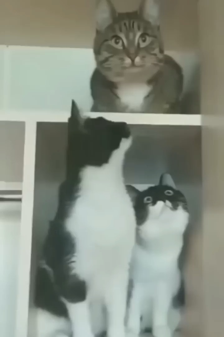 Animals Detection Object Detection Dataset and Pre-Trained Model by Midterm Exam