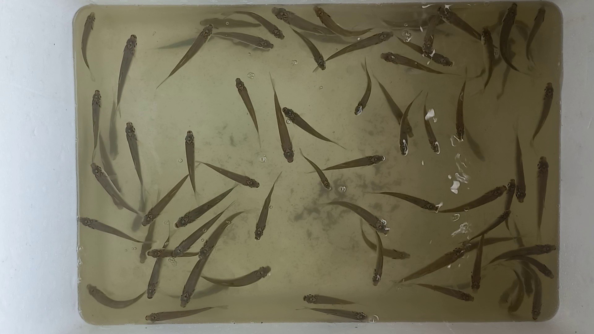 bangus fingerlings Object Detection Dataset and Pre-Trained Model by thesis