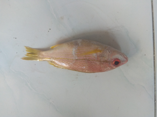 Fish identification Object Detection Dataset by pola