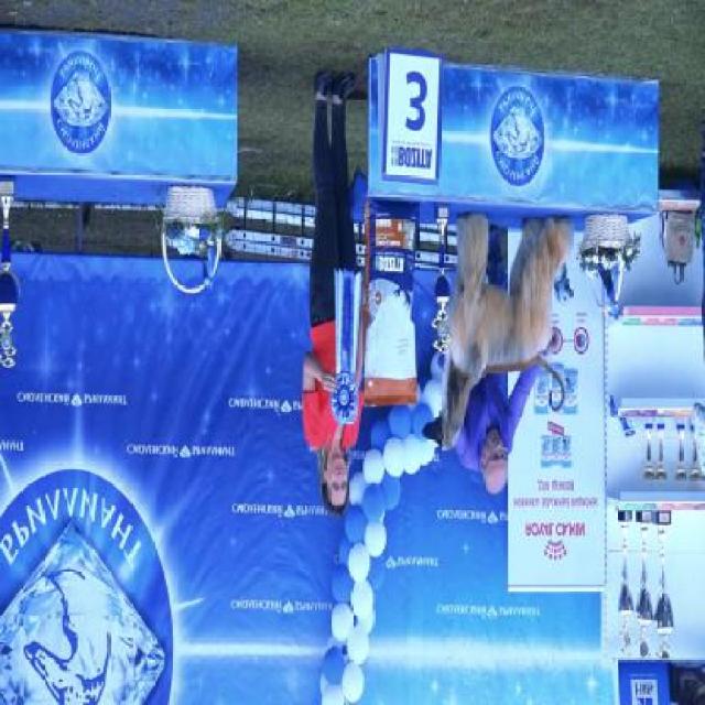 dog_detection_drone Object Detection Dataset and Pre-Trained Model by MajalBerkane