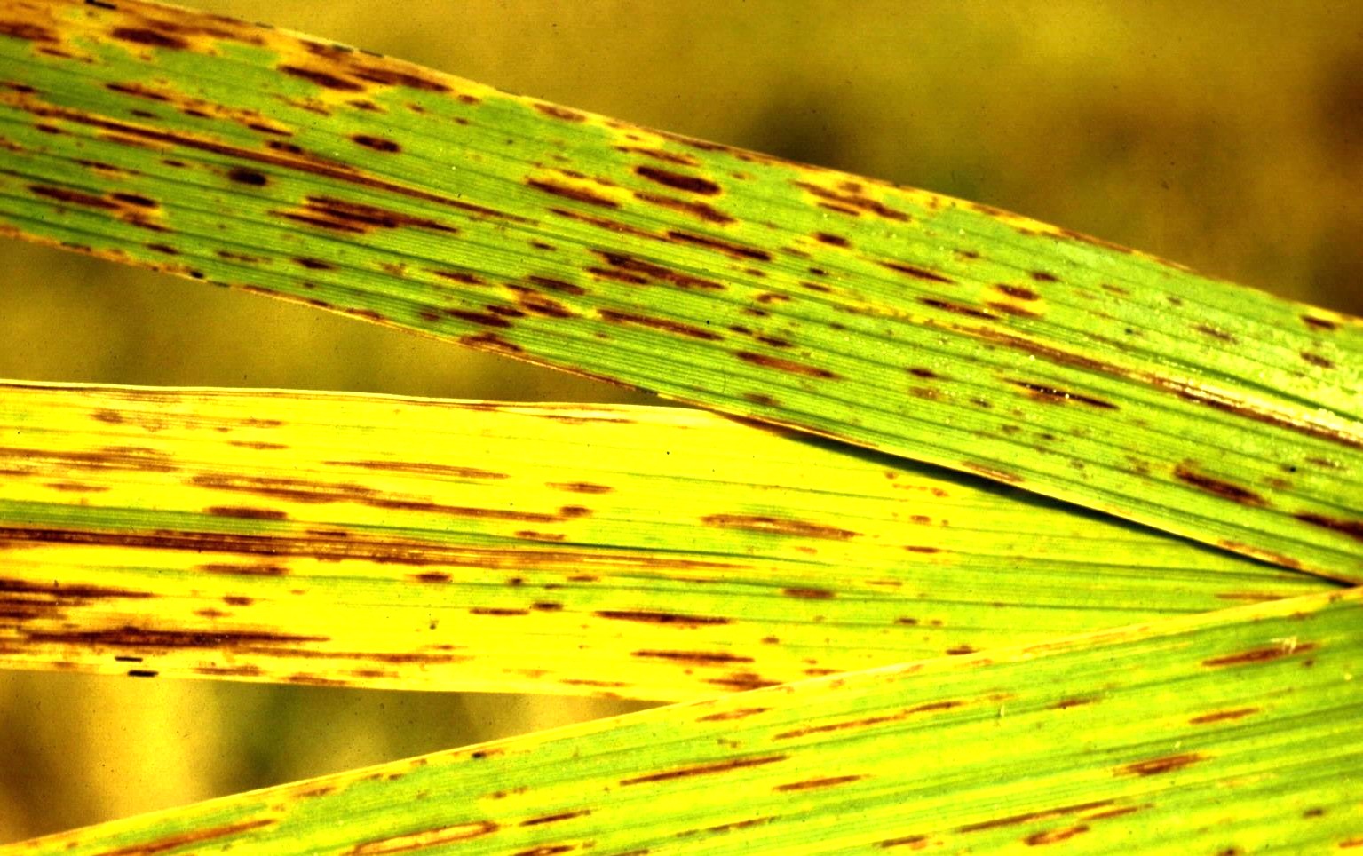 rice Disease v.4 Object Detection Dataset and Pre-Trained Model by ...