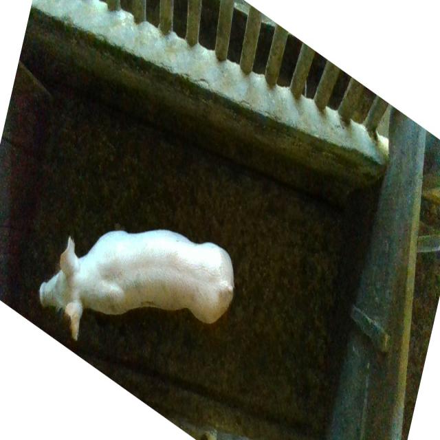 Xxx Object Detection Dataset By Projeto Suino