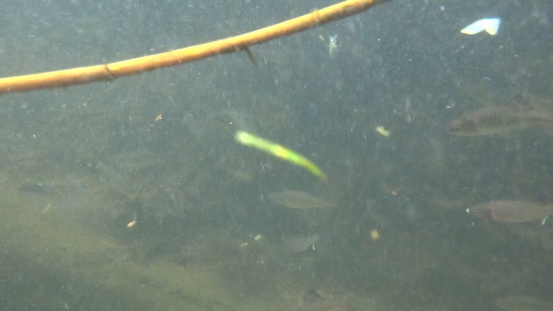 Fish detection Object Detection Dataset and Pre-Trained Model by Wataru Suenaga