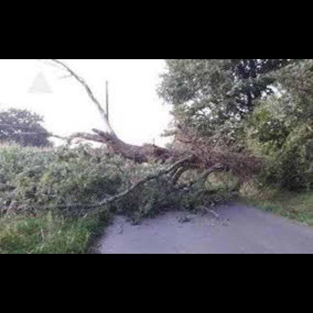 Tree Fall Semantic Segmentation Dataset By Trees Sam