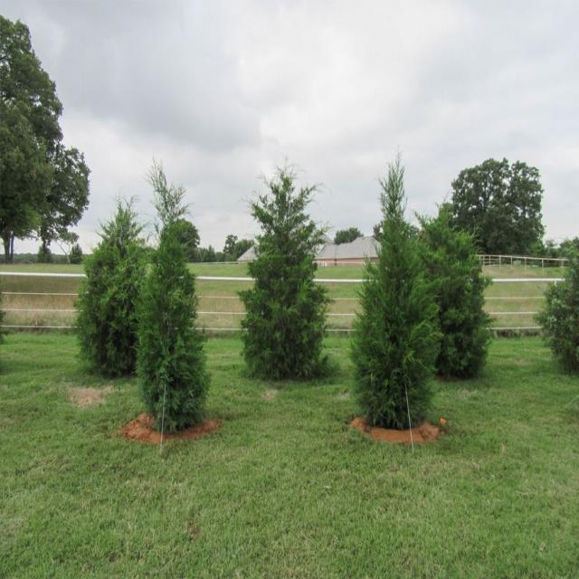 yolov8tree Object Detection Dataset by trees SAM