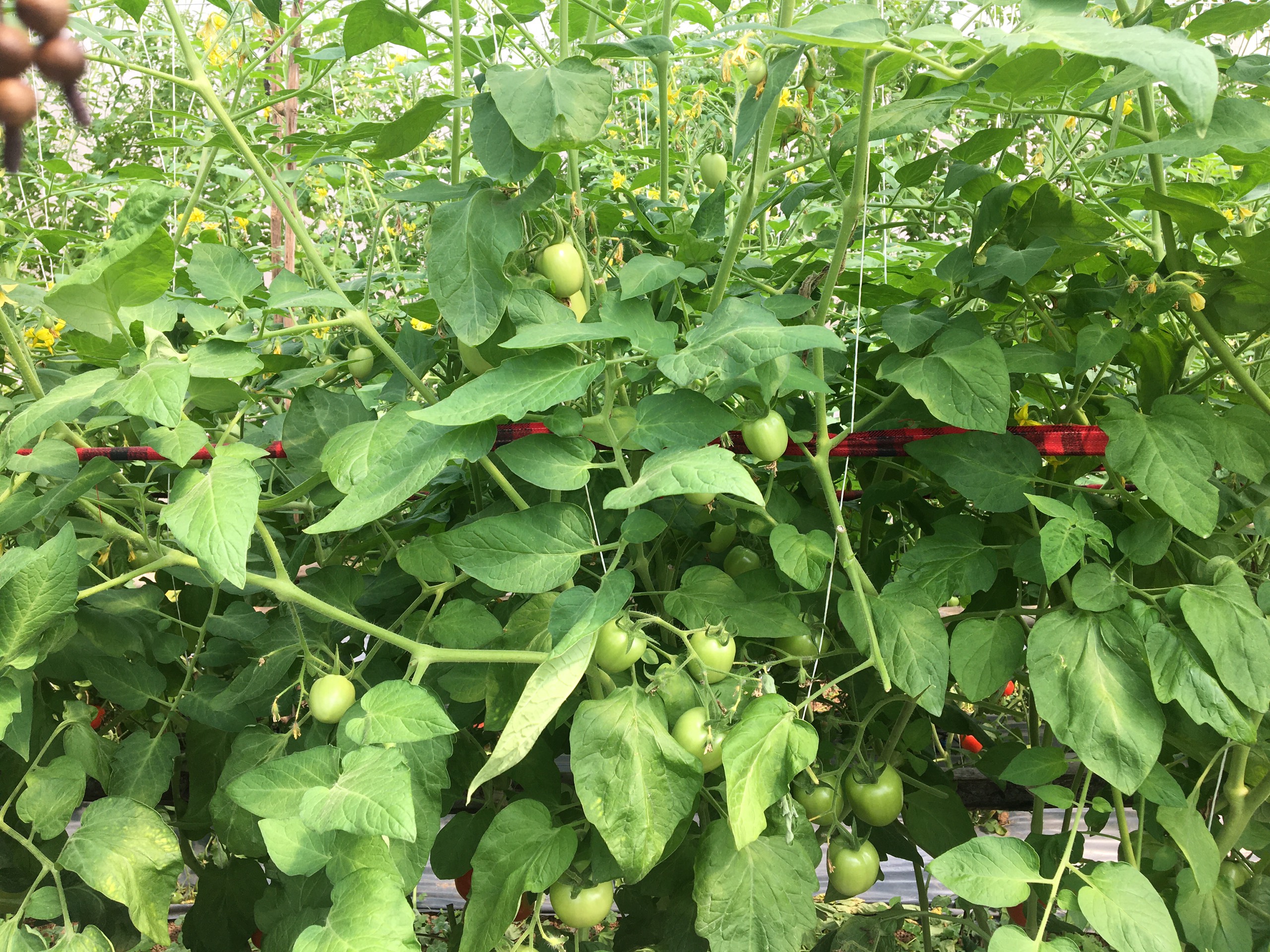 Tomato Leaves Detection Object Detection Dataset By H Trng