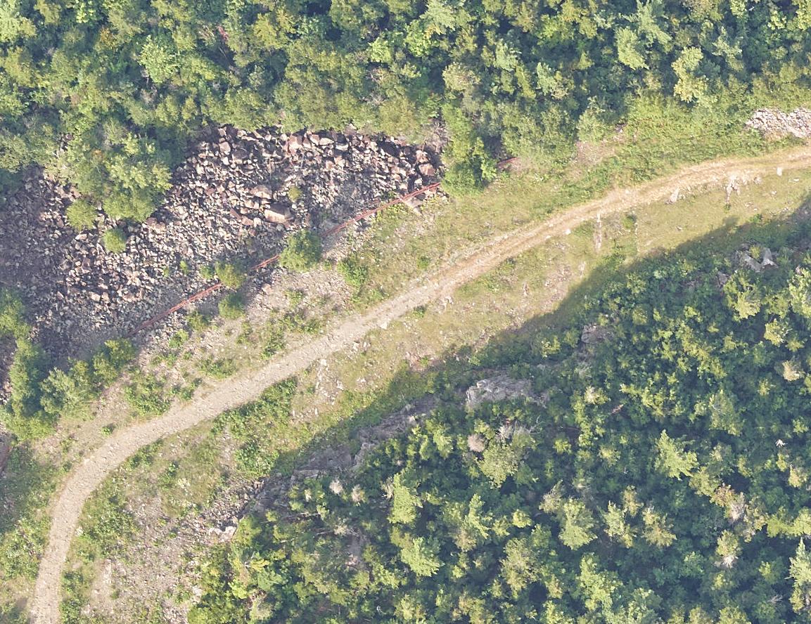 Tree Detection Object Detection Dataset By Locobuzz