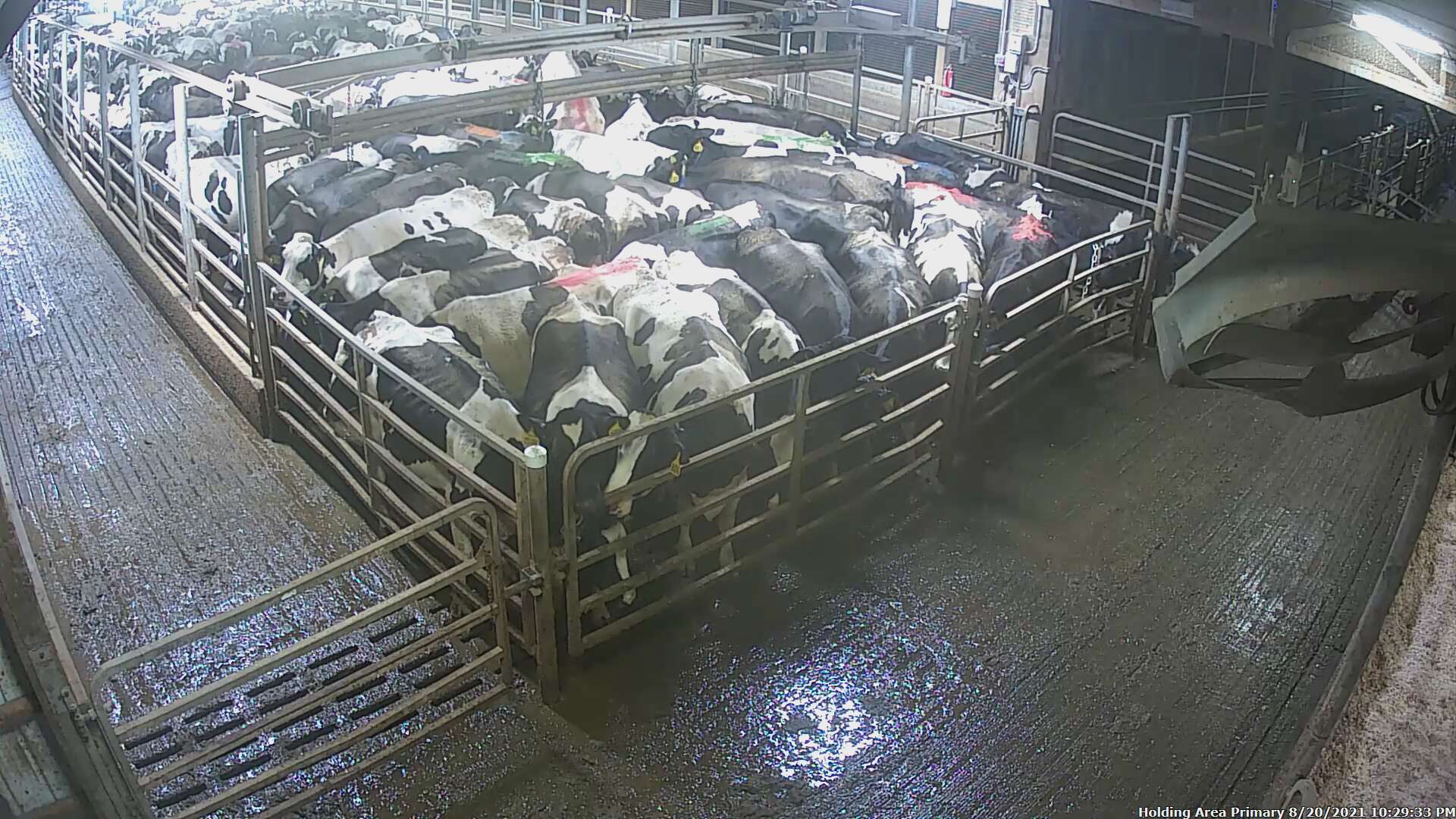 Dairy Object Detection Dataset By Dairy
