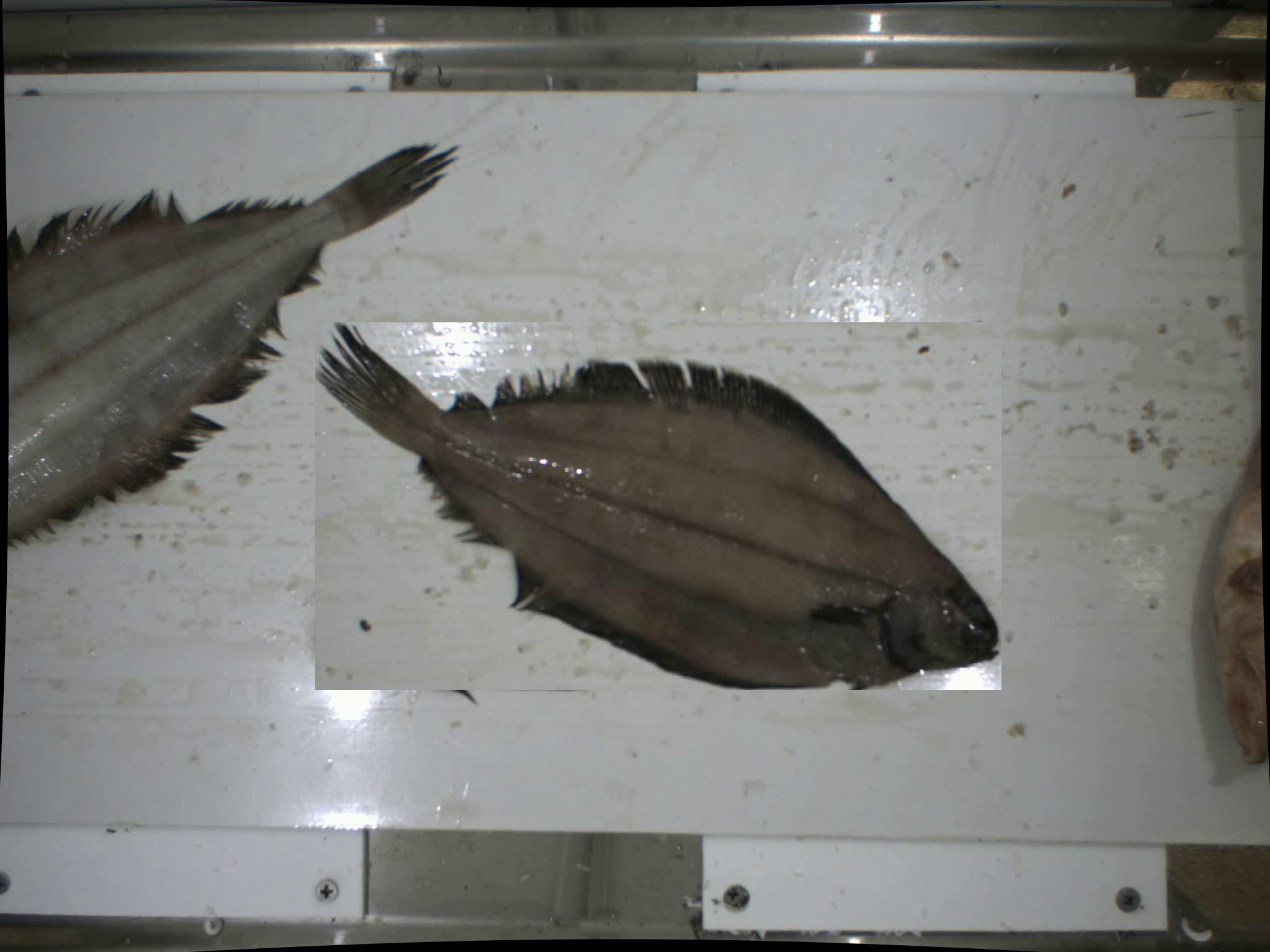 Underwater fish detection Object Detection Dataset and Pre-Trained Model by Project