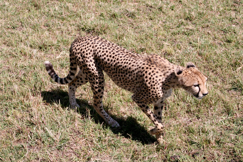 Animals and Birds Detection Object Detection Dataset by shashi j