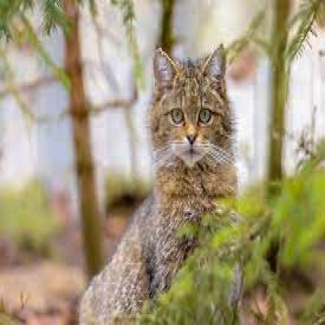 Cats Detection Object Detection Dataset By Universidad El Bosque