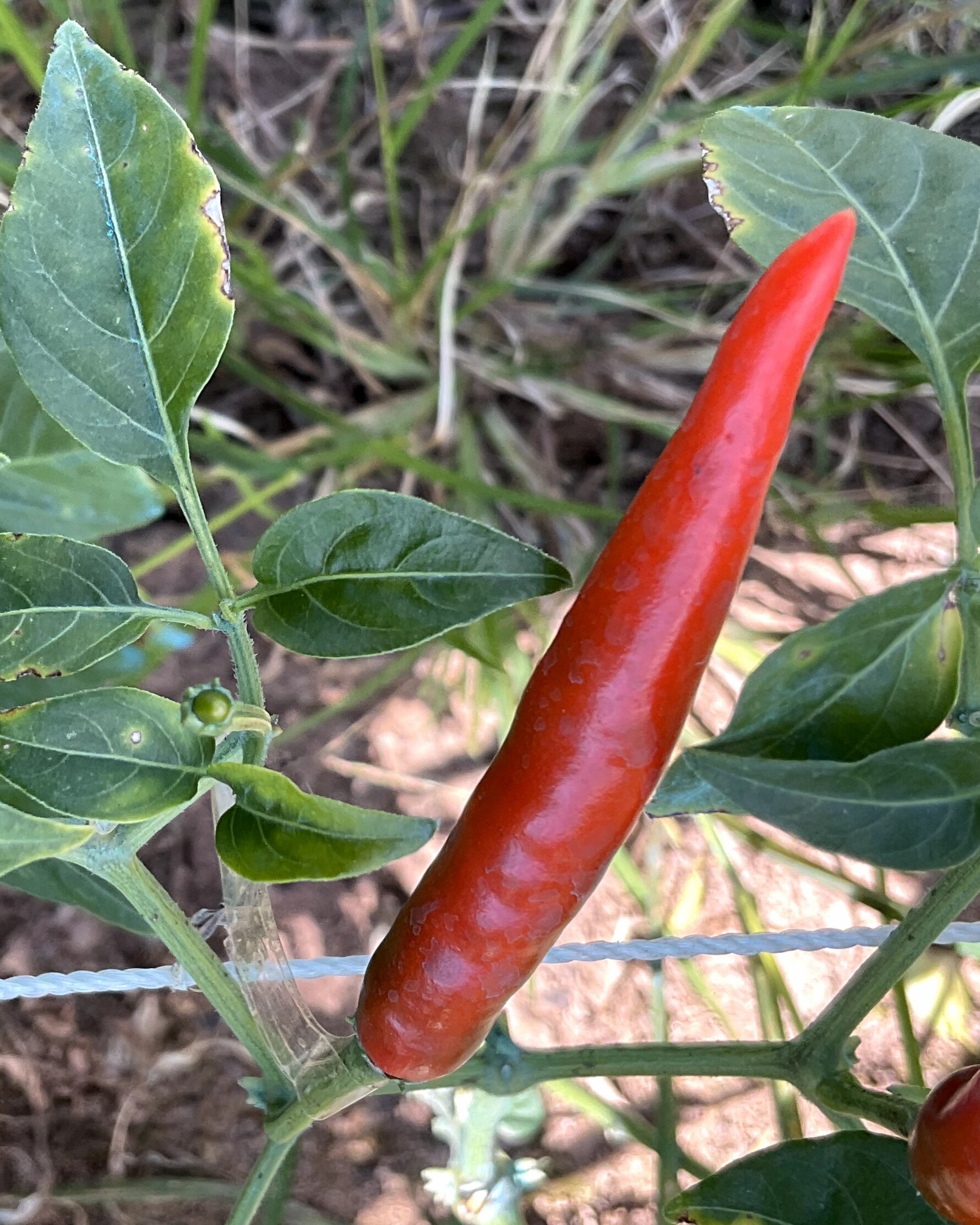 Chilli_Detect2 Object Detection Dataset by Thammasat University