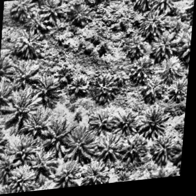 Detect Object Detection Dataset And Pre Trained Model By Oil Palm Trees