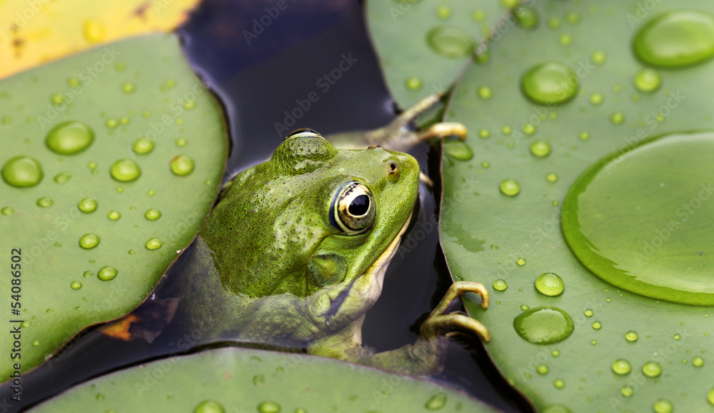 talov-frog Object Detection Dataset by Object Detection talov-frog Object Detection Dataset by Object Detection