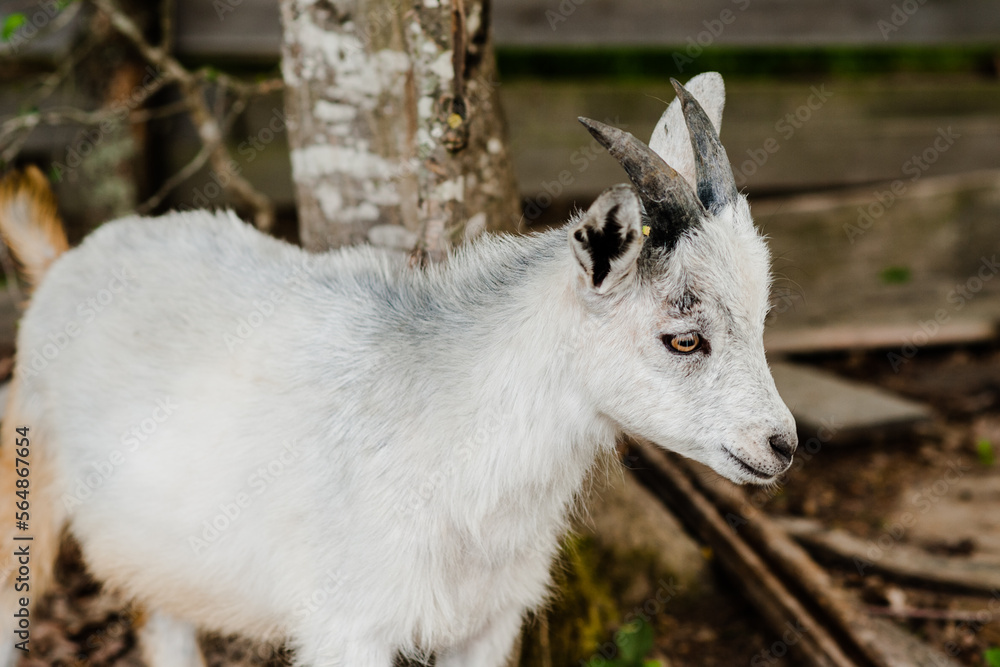 talov-goat Object Detection Dataset by Object Detection