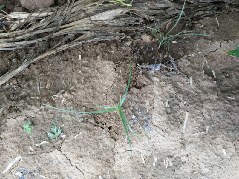 corn-weed Object Detection Dataset by emad yousry